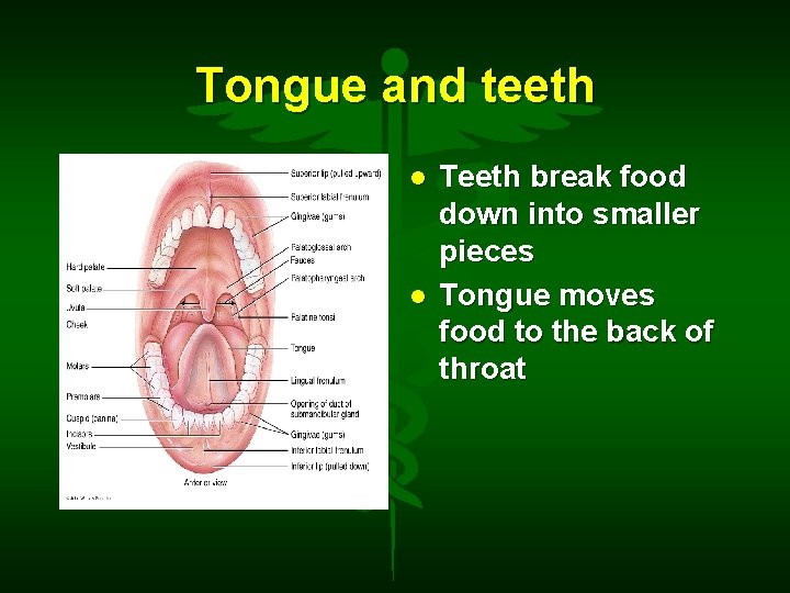 The DIGESTIVE System Digestion defined Breakdown of food
