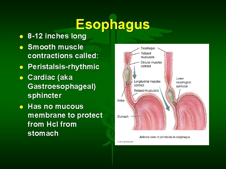 The DIGESTIVE System Digestion defined Breakdown of food