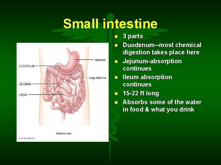 The DIGESTIVE System Digestion defined Breakdown of food
