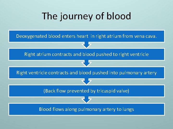 The Circulatory system Objectives 1 To learn the