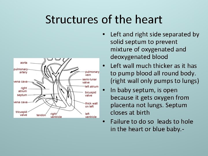 The Circulatory system Objectives 1 To learn the