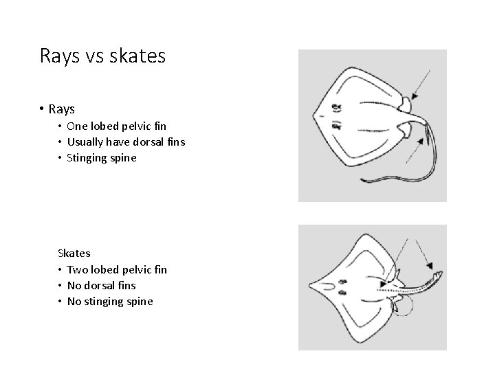 Animalia Vertebrates Animals Animals are spilt into two