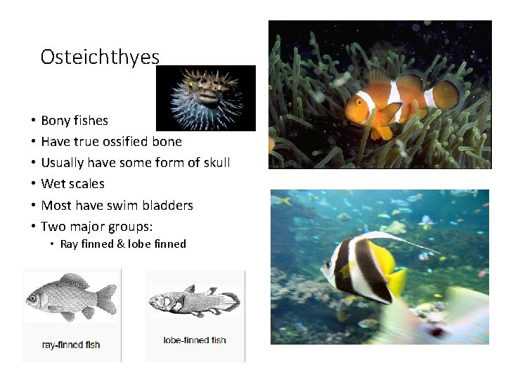 Animalia Vertebrates Animals Animals are spilt into two