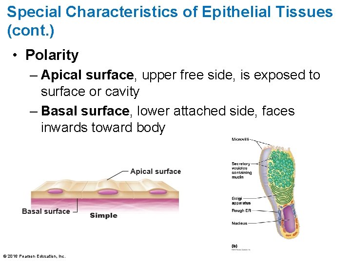 Chapter 4 Part A Tissue The Living Fabric