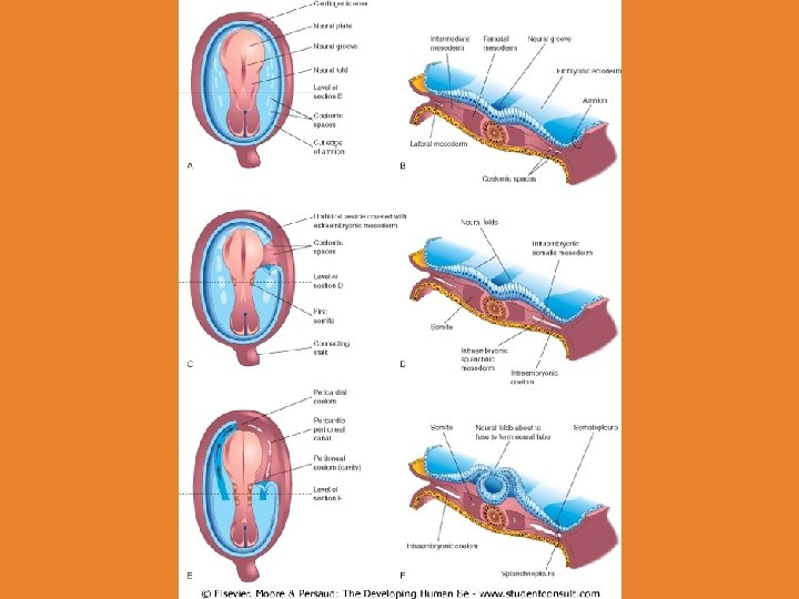 Differentiation of three germ layers DR ZUBAIR SUMMARY