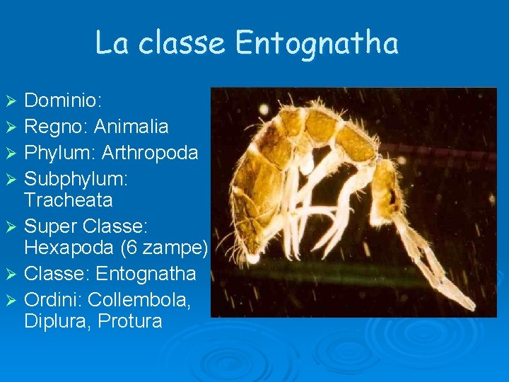 La classe Entognatha Dominio Regno Animalia Phylum Arthropoda