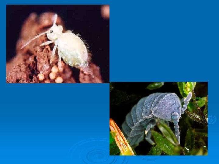 La classe Entognatha Dominio Regno Animalia Phylum Arthropoda