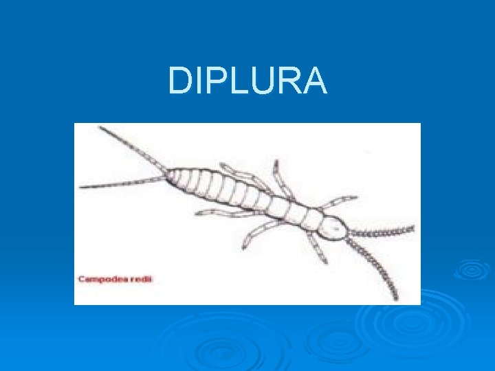 La classe Entognatha Dominio Regno Animalia Phylum Arthropoda