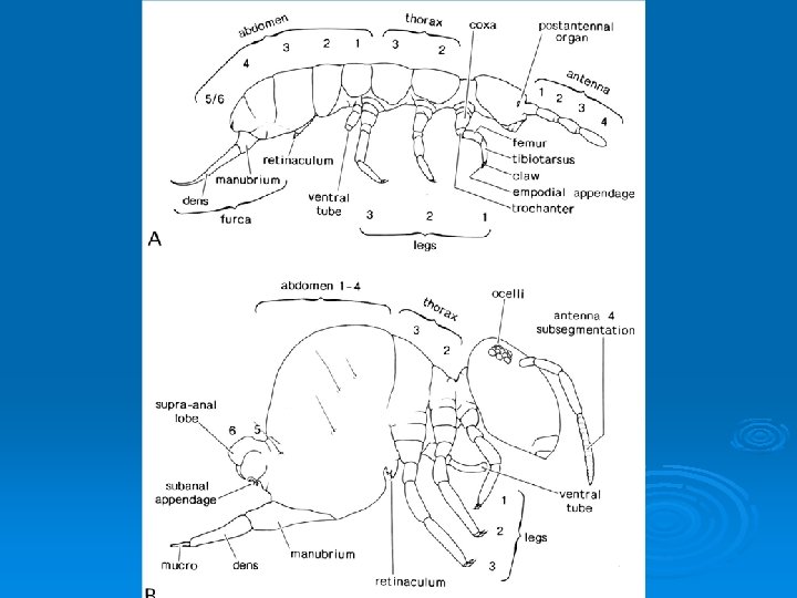 La classe Entognatha Dominio Regno Animalia Phylum Arthropoda