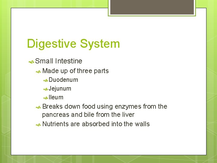The Digestive System By Chris Schneider The Digestive