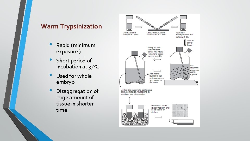 Animal Cell Culture VPB321 Animal Biotechnology Anil GattaniAjeet