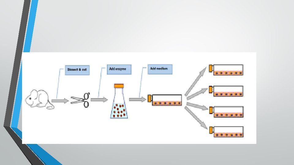 Animal Cell Culture VPB321 Animal Biotechnology Anil GattaniAjeet