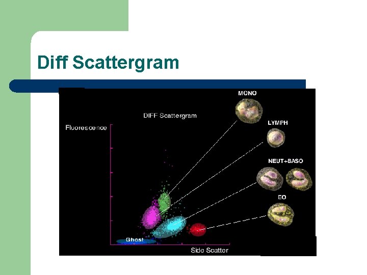 The XE2100 WBC and Differential measurement Principles of