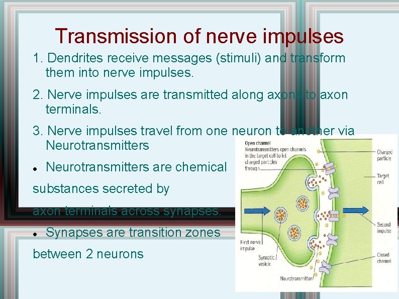 The Nervous System receives transmits and stores information