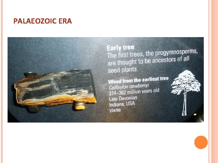 PALAEOBOTANY Dr Sibi C Varghese Guest Lecturer Dept