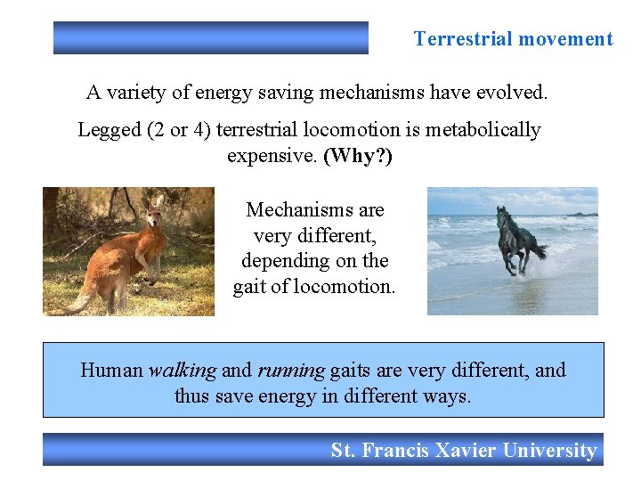 Biology 201 Dr Edwin De Mont Humans Walking
