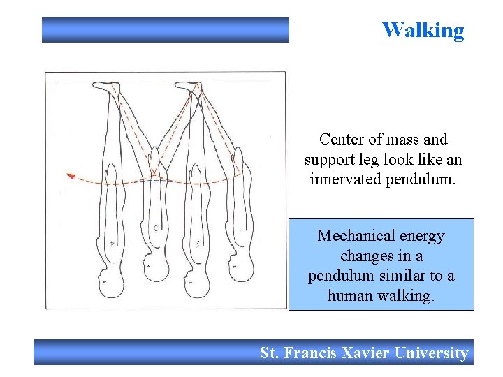 Biology 201 Dr Edwin De Mont Humans Walking