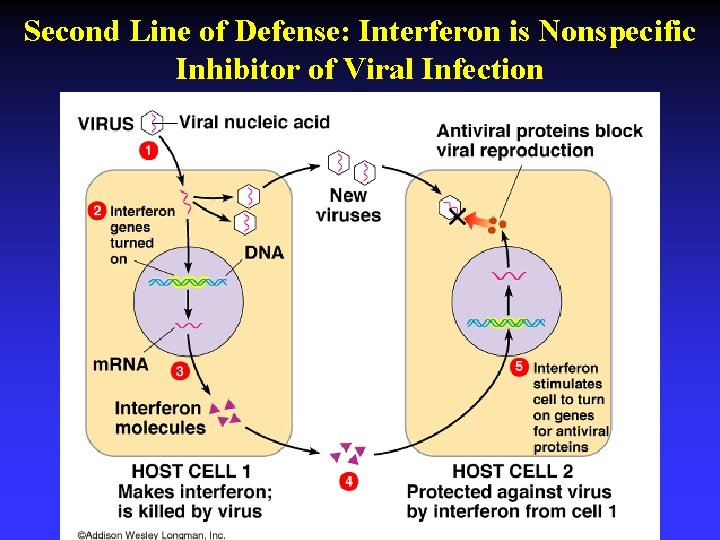 Chapter 24 THE IMMUNE SYSTEM Introduction Resistance Ability