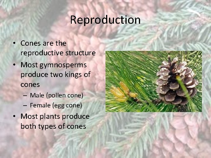 Gymnosperms Chapter 5 Section 2 What are Gymnosperms