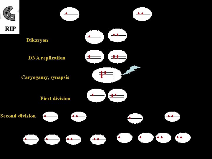 What is epigenetics Mendelian and non mendelian epigenetics