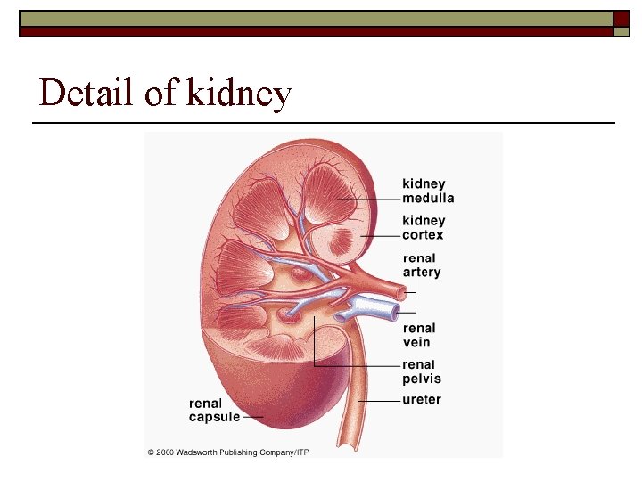Excretory System Also known as the urinary system