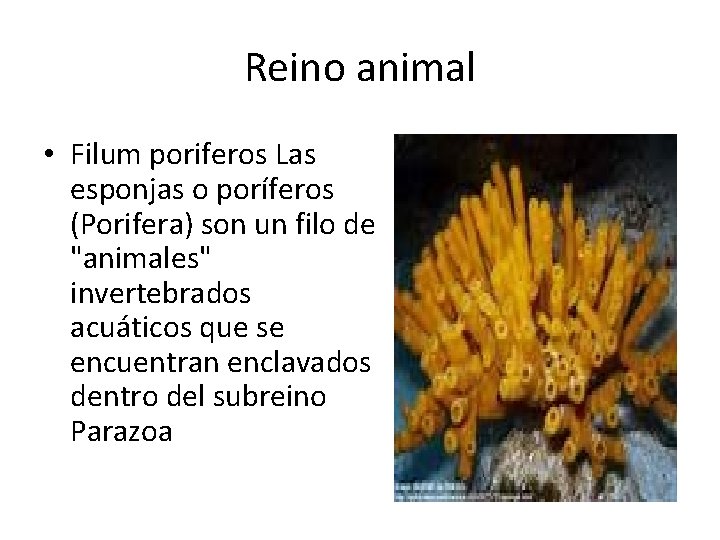 Taxonomia recuperacion Reino animal Filum poriferos Las esponjas