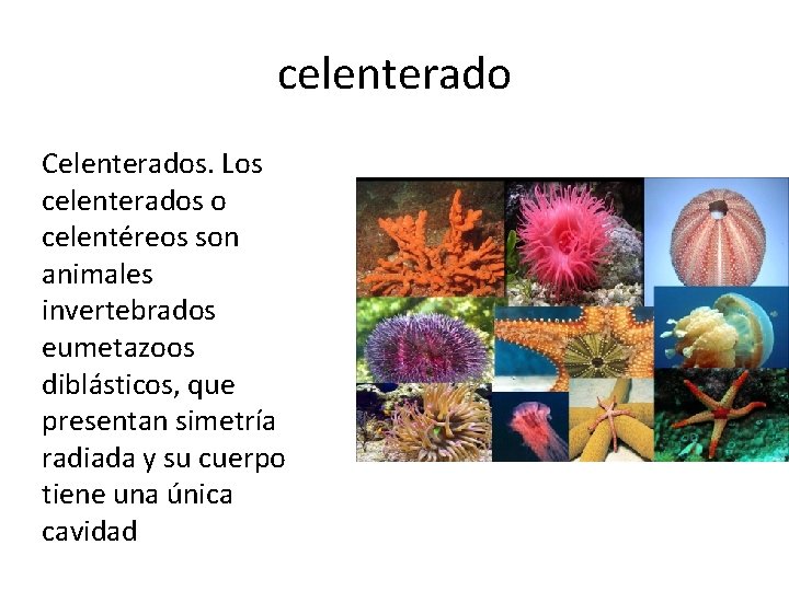 Taxonomia recuperacion Reino animal Filum poriferos Las esponjas