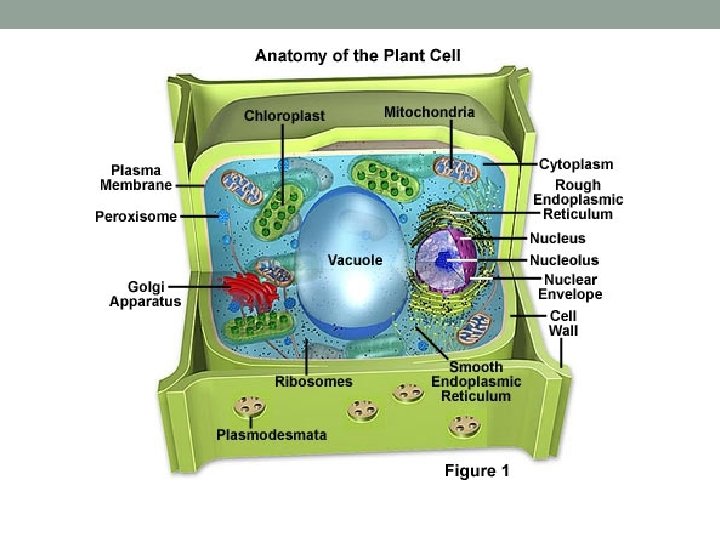 Chapter 1 Cell structures and organelles CHAPTER 1