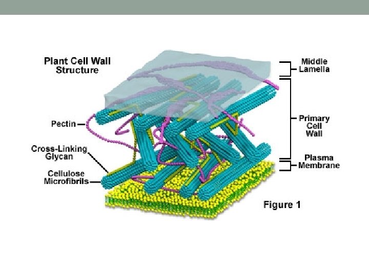 Chapter 1 Cell structures and organelles CHAPTER 1