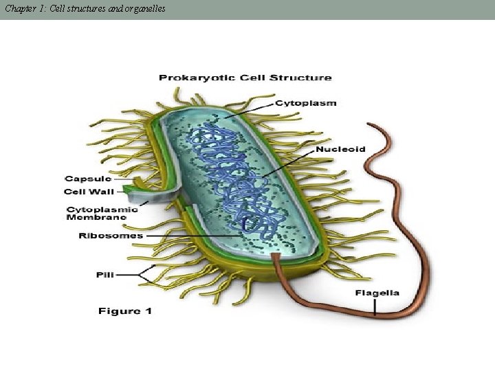 Chapter 1 Cell structures and organelles CHAPTER 1