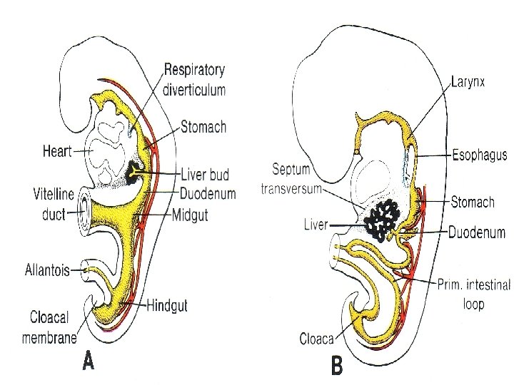 Anatomy of Duodenum Development of Duodenum Page 79