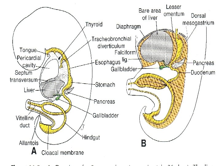Anatomy of Duodenum Development of Duodenum Page 79