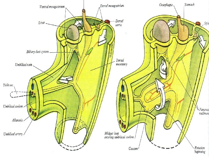 Anatomy of Duodenum Development of Duodenum Page 79