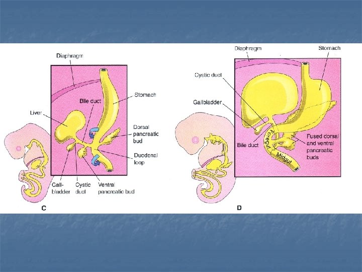 Anatomy of Duodenum Development of Duodenum Page 79