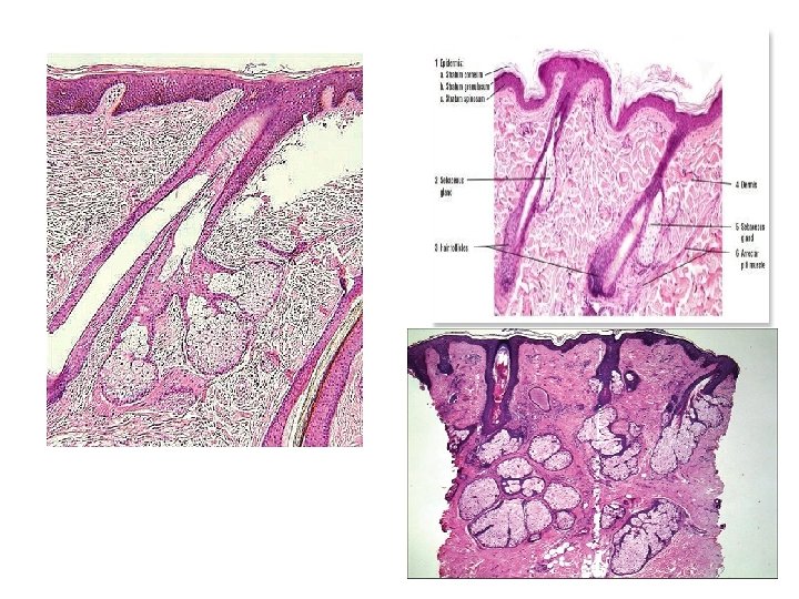 Bowmans capsule Bowmans capsule Lung alveoli Endothelium Simple