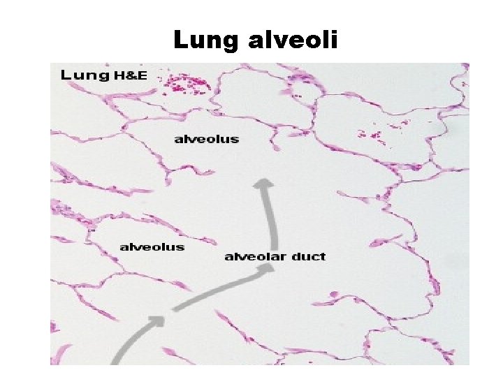 Bowmans capsule Bowmans capsule Lung alveoli Endothelium Simple