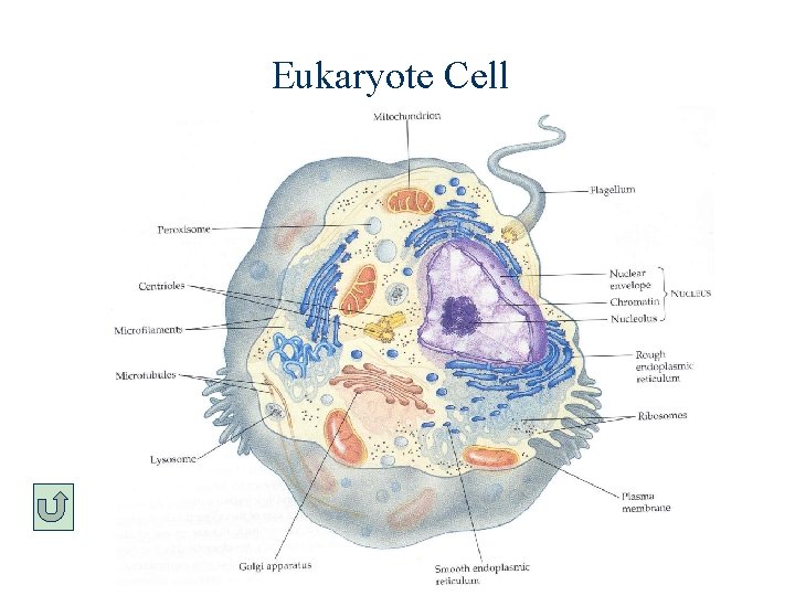 BIOLOGY TEACHER EDUCATION DEPARTMENT INVERTEBRATES COURSE BIO 201