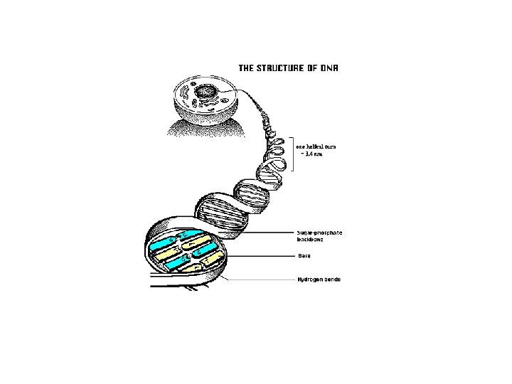 THE CENTRAL DOGMA Information Transfer DNA Blueprint for