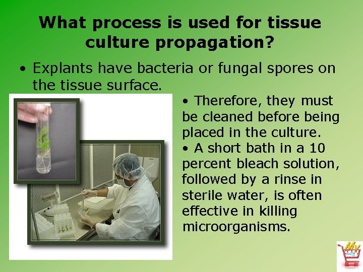 Horticulture Science Lesson 19 Propagating Plants by Tissue