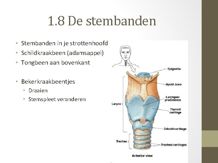 Verbranding en ademhaling Hoofdstuk 1 1 8 De