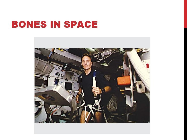 BONE DEVELOPMENT OSSIFICATION Another way of saying Bone