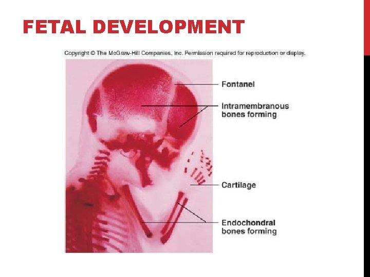 BONE DEVELOPMENT OSSIFICATION Another way of saying Bone