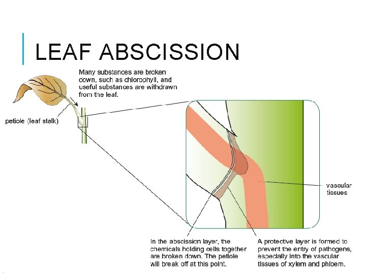 Plant growth and commercial uses of hormones LEARNING