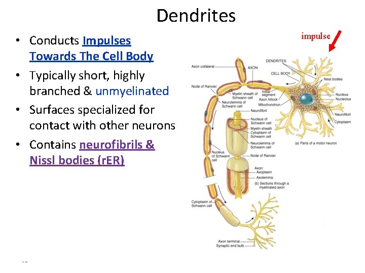Histology of Nervous System Anatomical Division Central Nervous