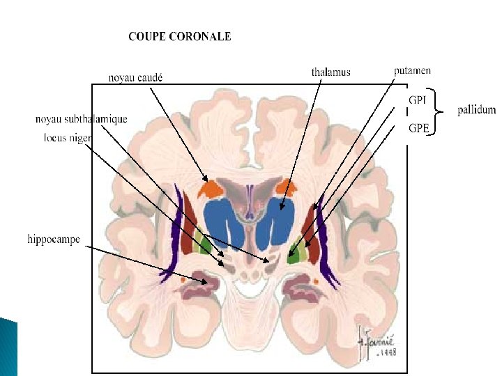 SYNDROME EXTRA PYRAMIDAL Dr Benhamada Service de neurologie