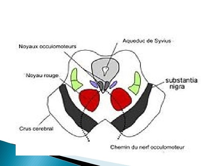 SYNDROME EXTRA PYRAMIDAL Dr Benhamada Service de neurologie