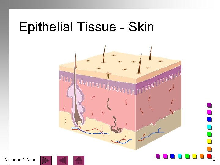 An Introduction to the Human Body Suzanne DAnna