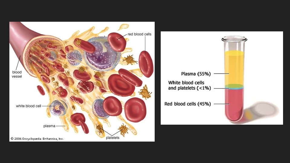Blood its Components What is Blood Blood is