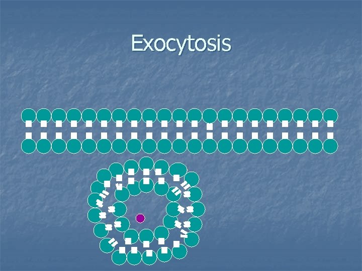 Insane in the Membrane Borders n n All