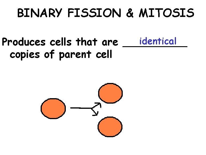 MEIOSIS Chapter 13 Slide show modified from Tracy